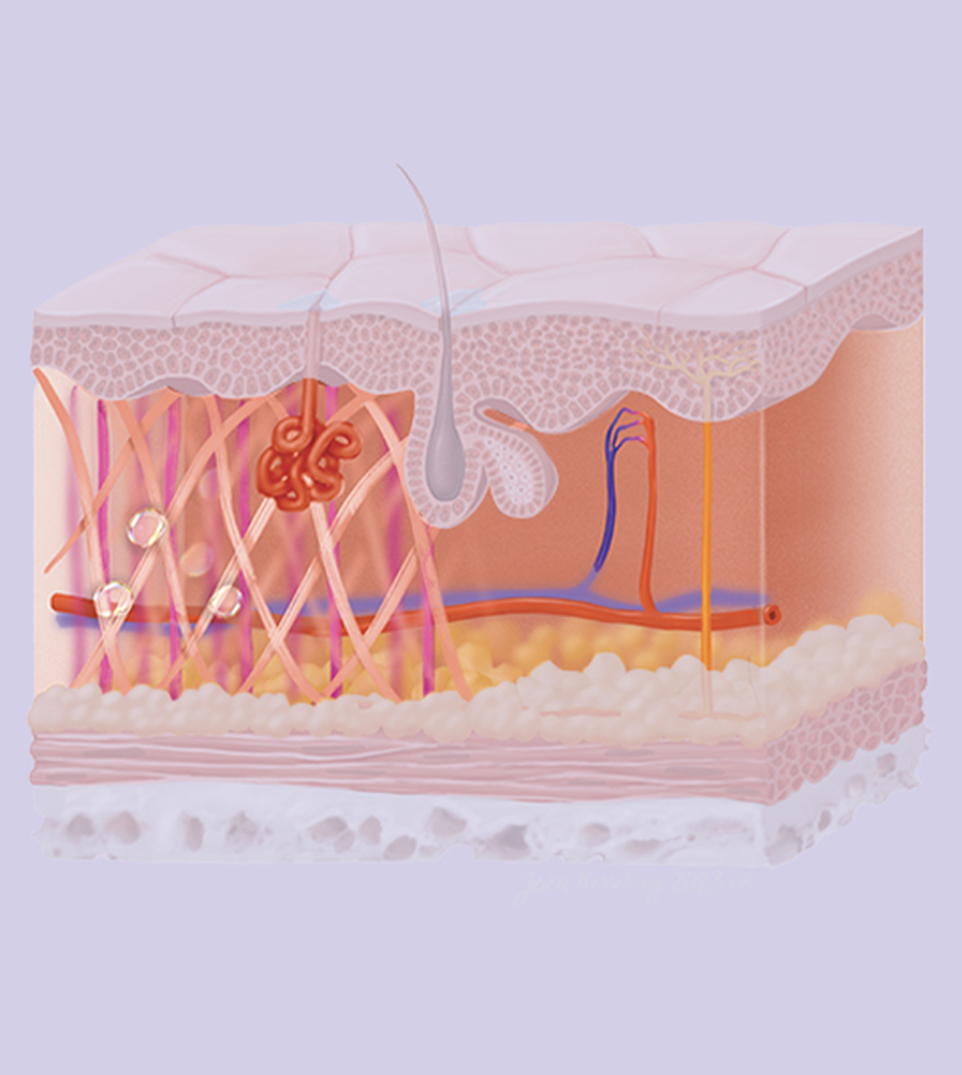 Skin science | Teoxane